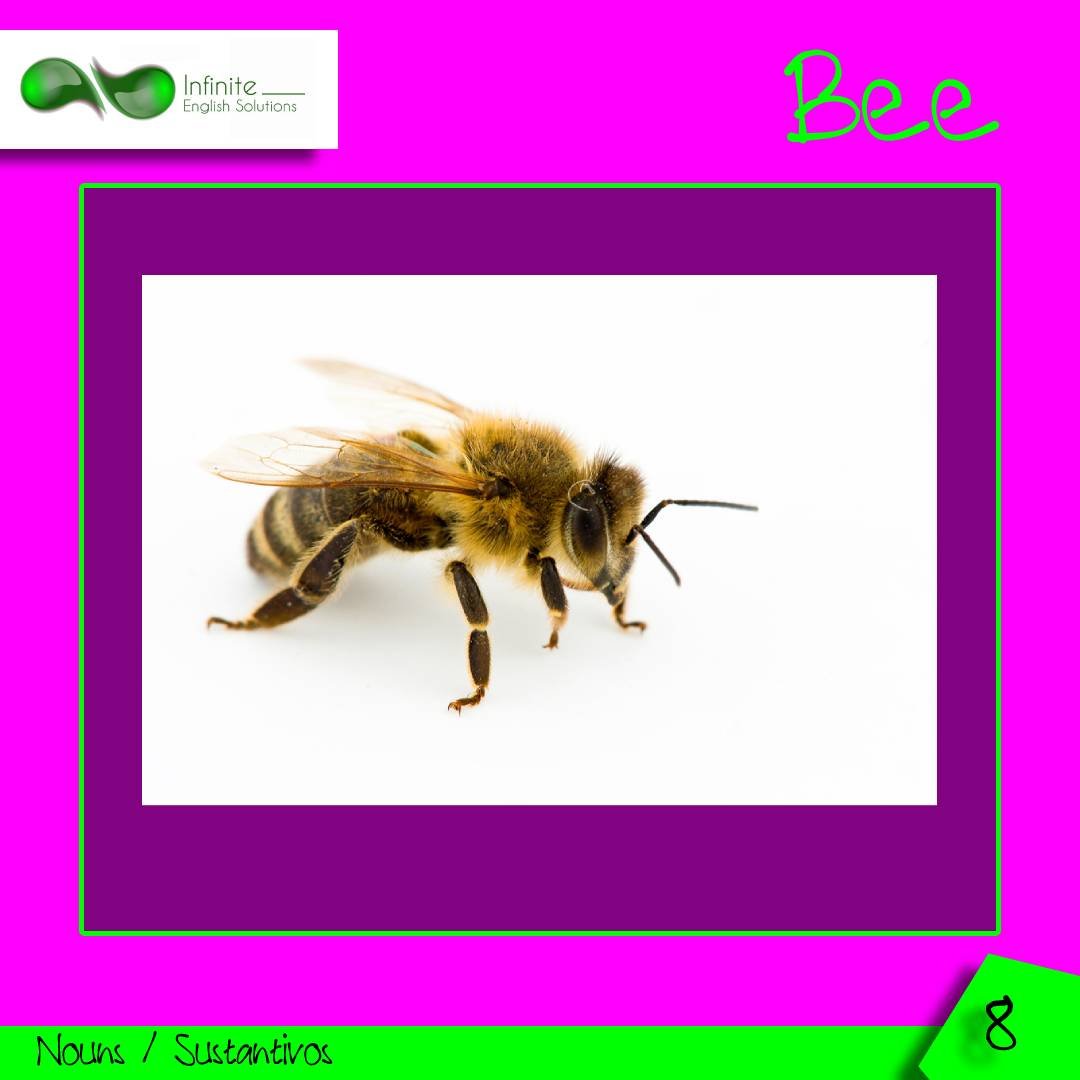 Vocabulario Ingles Para Principiantes